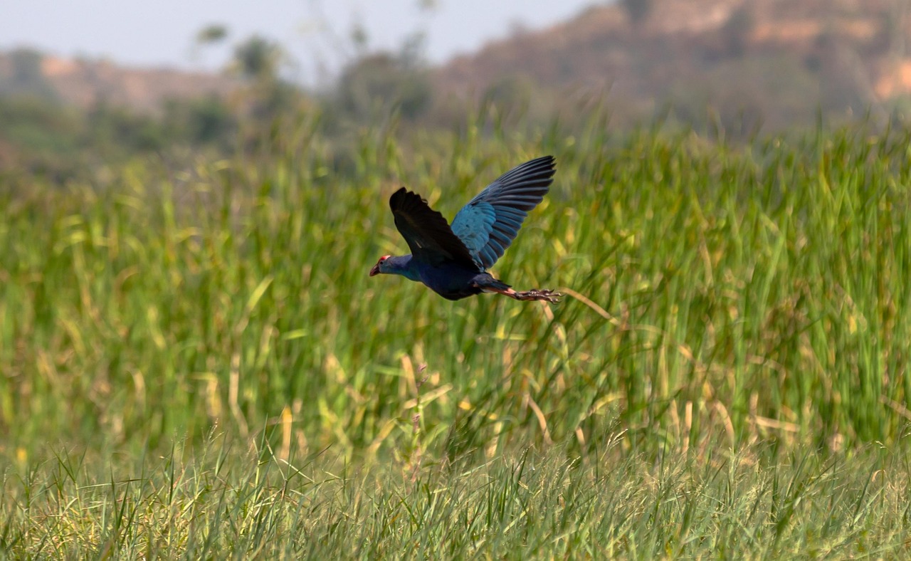 Pájaro Pantano De Cabeza Gris Foto Gratis En Pixabay Pixabay