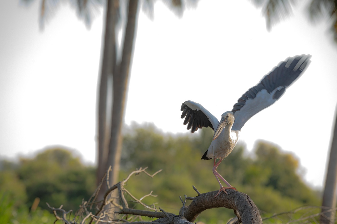 Pájaro Alas Vuelo - Foto gratis en Pixabay - Pixabay