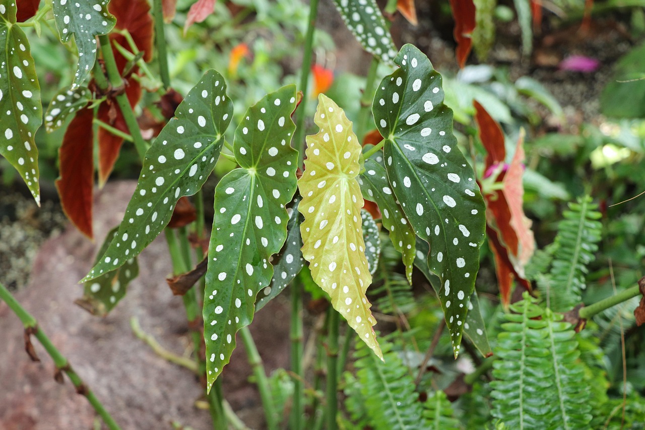Plante Feuille Jardinage - Photo gratuite sur Pixabay - Pixabay