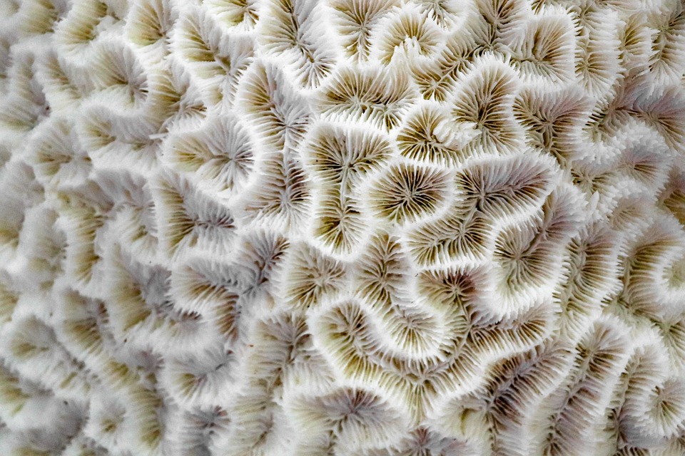 Coral Specimen Marine - Free photo on Pixabay - Pixabay