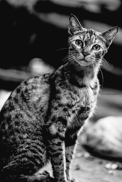 Animal Gato Felino - Foto gratuita no Pixabay - Pixabay