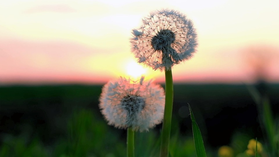 Flowers Dandelions Meadow - Free photo on Pixabay
