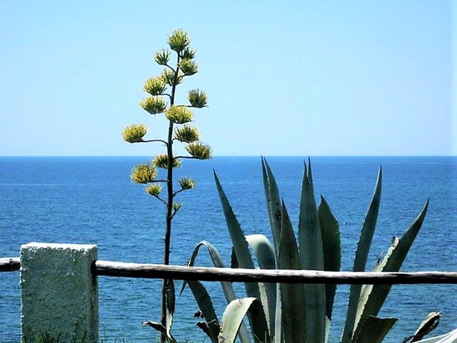 Agave Flower Inflorescence Plant - Free photo on Pixabay - Pixabay