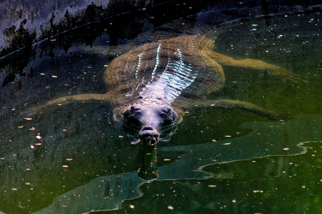 Crocodile Gharial Wild - Free photo on Pixabay - Pixabay