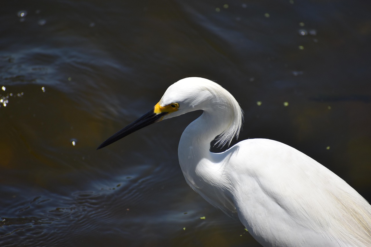 Pájaro Ibis Ornitología - Foto gratis en Pixabay - Pixabay