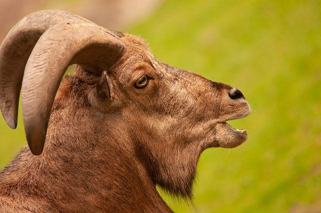 Animal Aries Horns - Free photo on Pixabay