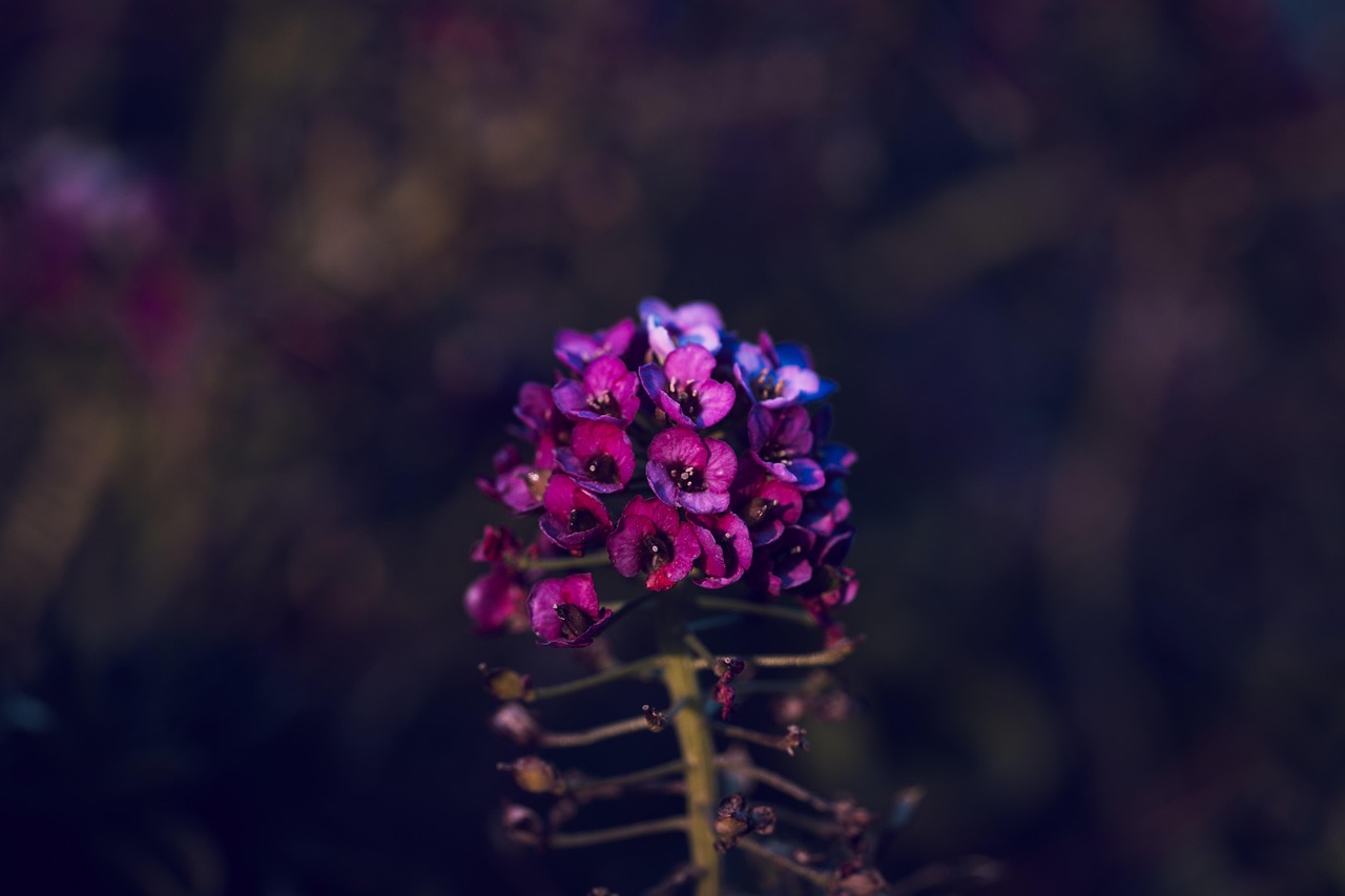 10+ Free Pinkish Flower & Flower Images - Pixabay