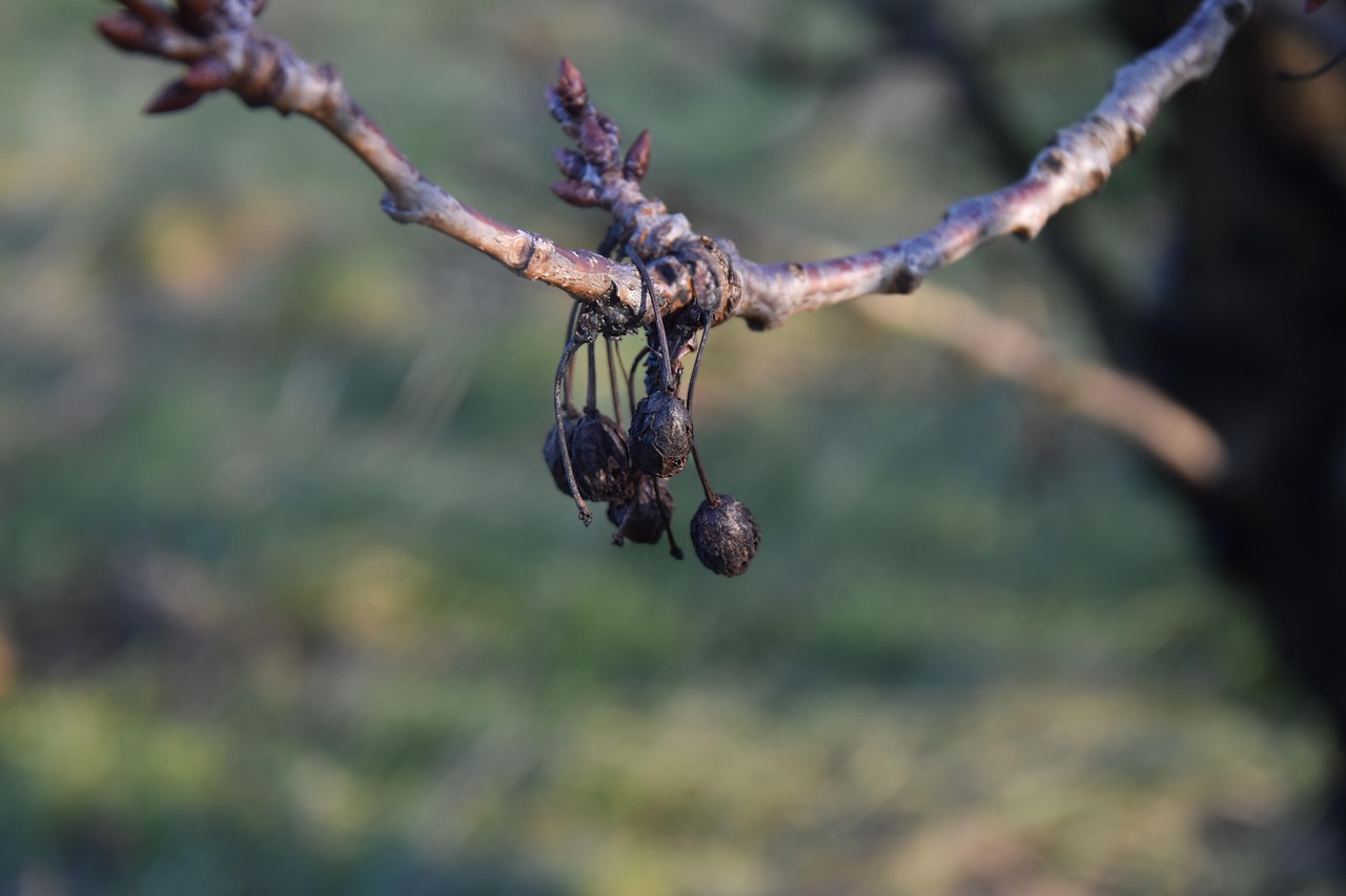 Cherries Dried Dry - Free photo on Pixabay - Pixabay