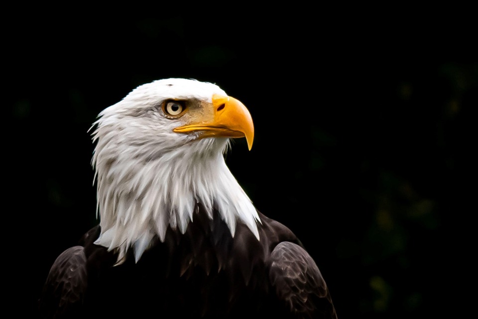 Download Eagle, Bald Eagle, Raptor. Royalty-Free Stock Illustration ... Download Eagle, Bald Eagle, Raptor. Royalty-Free Stock Illustration ...