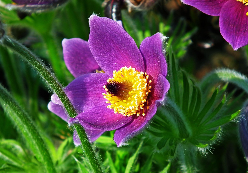 Pasque-Flowers Spring Flowers - Free photo on Pixabay