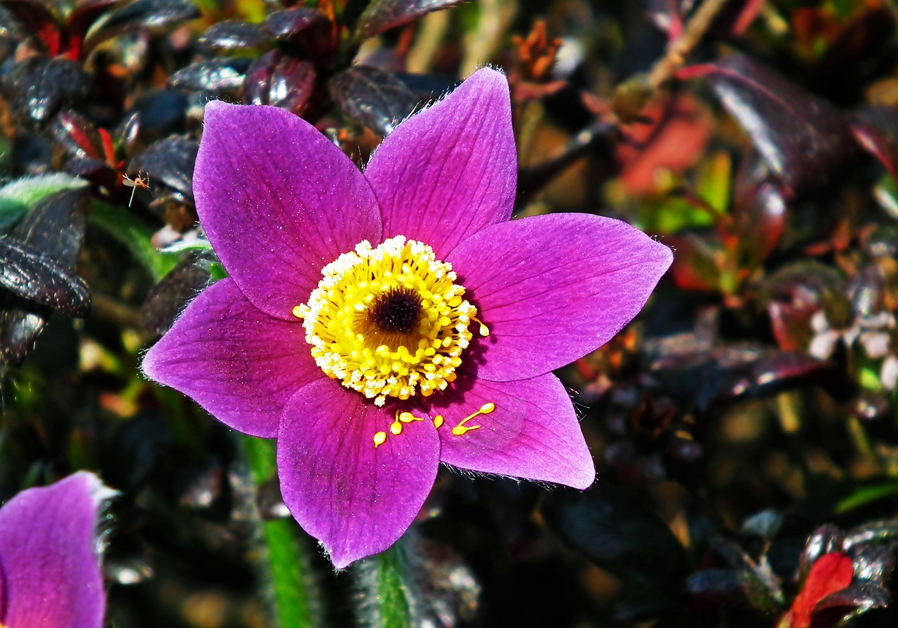 Pasque-Flower Flowers Spring - Free photo on Pixabay