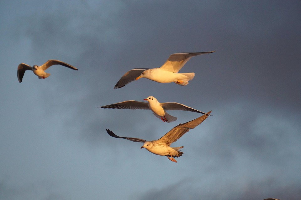 Gulls Birds Wings - Free photo on Pixabay