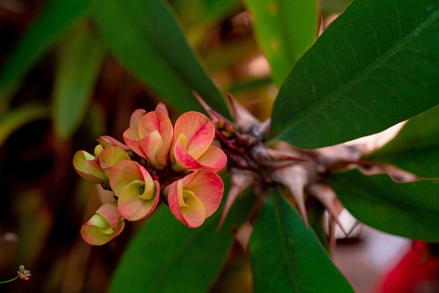 Bunga-Bunga Daun-Daun Hijau - Foto gratis di Pixabay - Pixabay