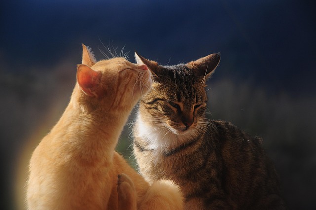 Cats Felines Whiskers - Free photo on Pixabay