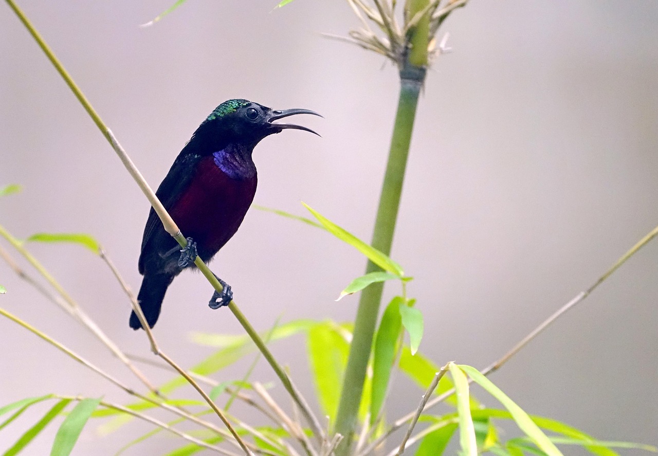300+ Free Sunbirds & Nature Images - Pixabay