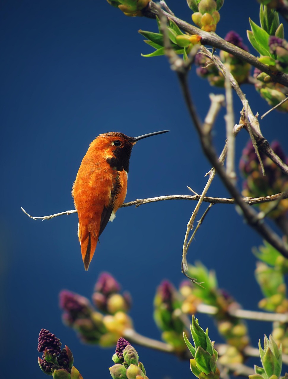 Bird Ornithology Hummingbird - Free photo on Pixabay
