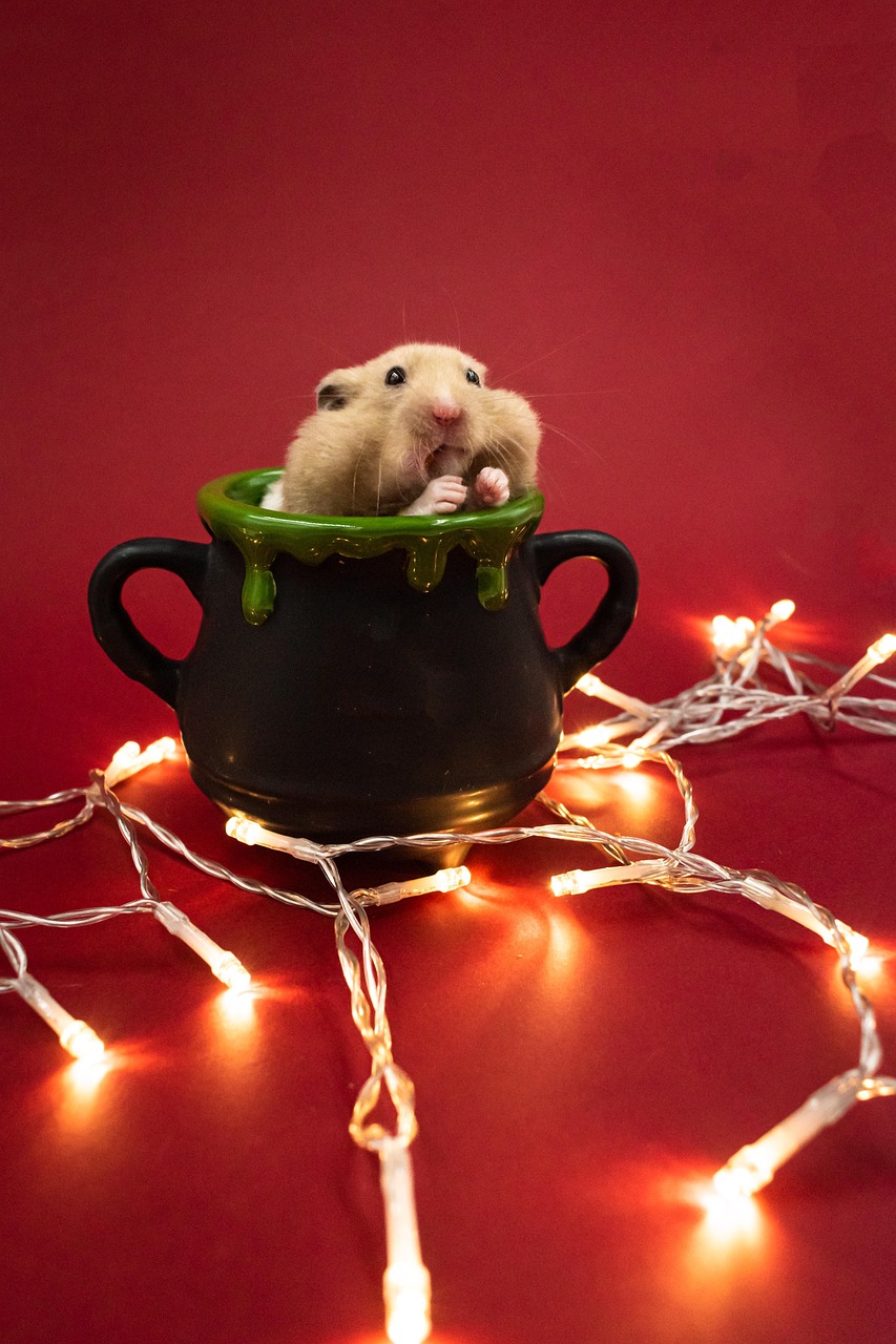 Hamster Rodent Fairy Lights - Free photo on Pixabay