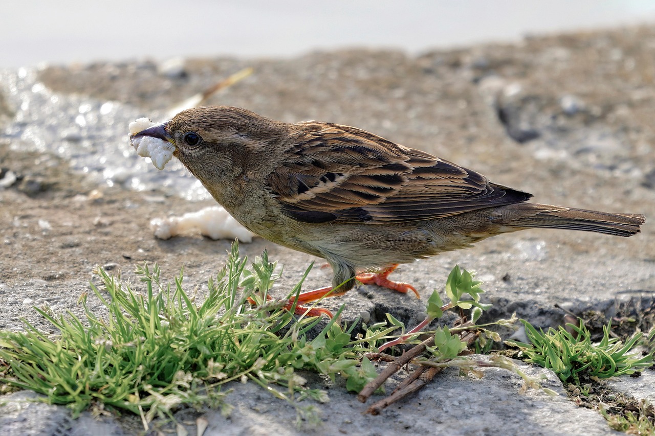 Bird Sparrow Feathers - Free photo on Pixabay