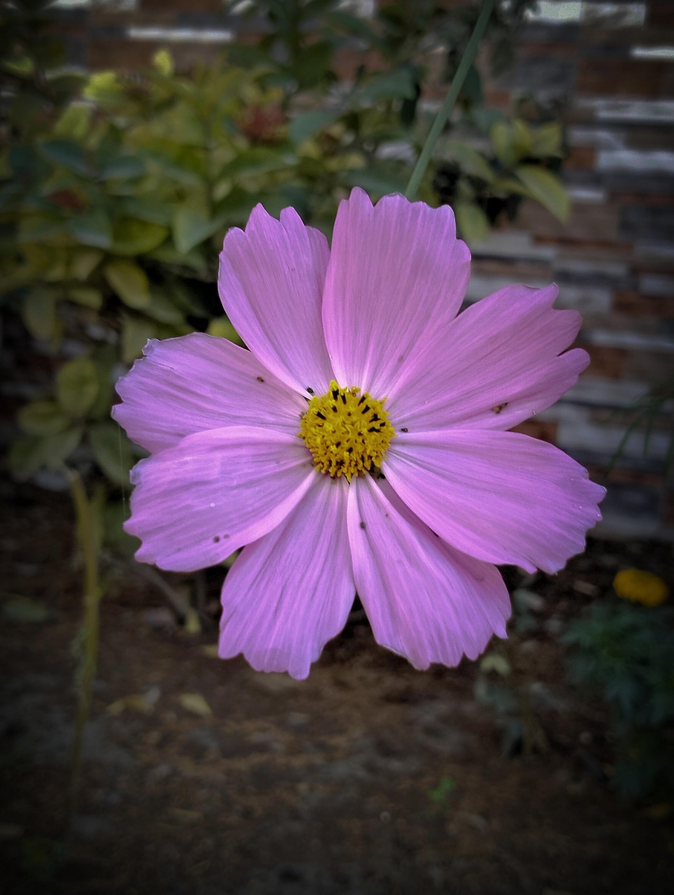 Gartenkosmos Blumen Pflanzen - Kostenloses Foto auf Pixabay - Pixabay