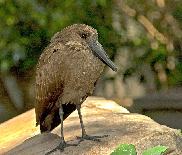 Hammerkop Bird Wild Lightening - Free photo on Pixabay - Pixabay