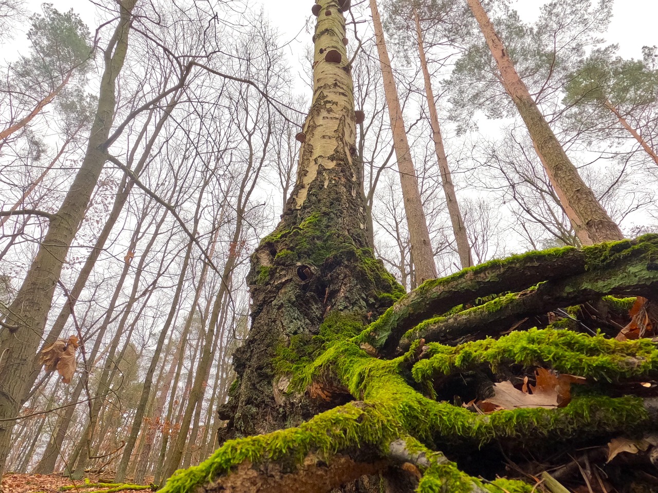 Vegetación Bosque Árboles Abedul - Foto gratis en Pixabay - Pixabay