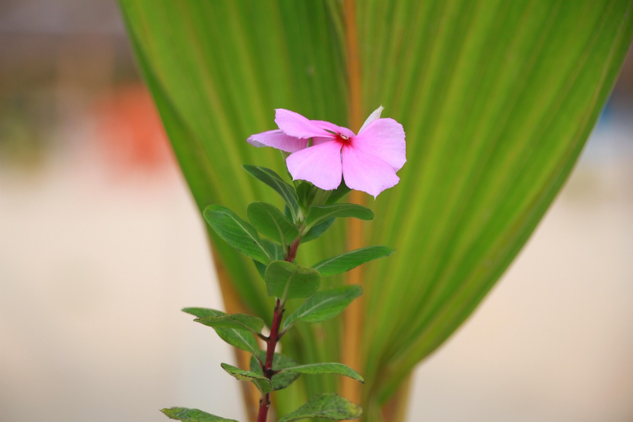 La Rose Avec Un Fond Palmier - Free photo on Pixabay - Pixabay