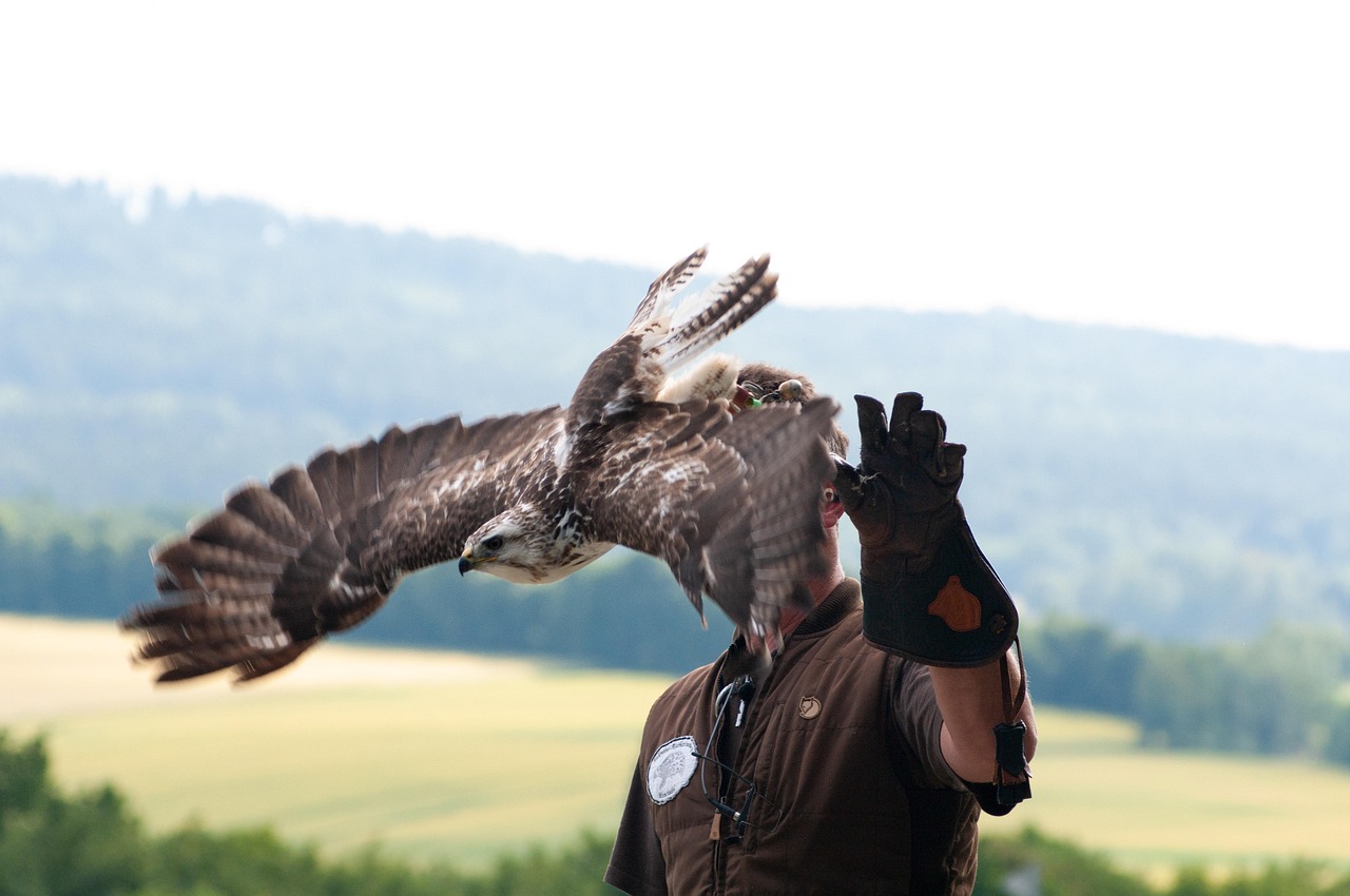 Plus de 500 images de Griffon et de Nature - Pixabay