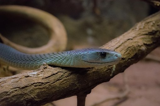 20+ Free Black Mamba & Eyepatch Images - Pixabay