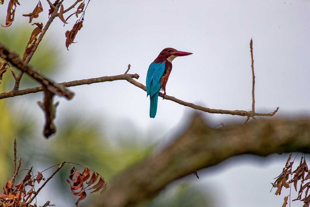 1,000+ Free Kingfish & Kingfisher Images - Pixabay