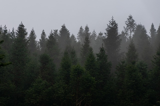 Día Nublado Bosque Árboles - Foto gratis en Pixabay - Pixabay