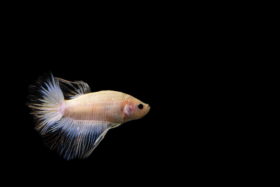 Fish Beta Species - Free photo on Pixabay - Pixabay