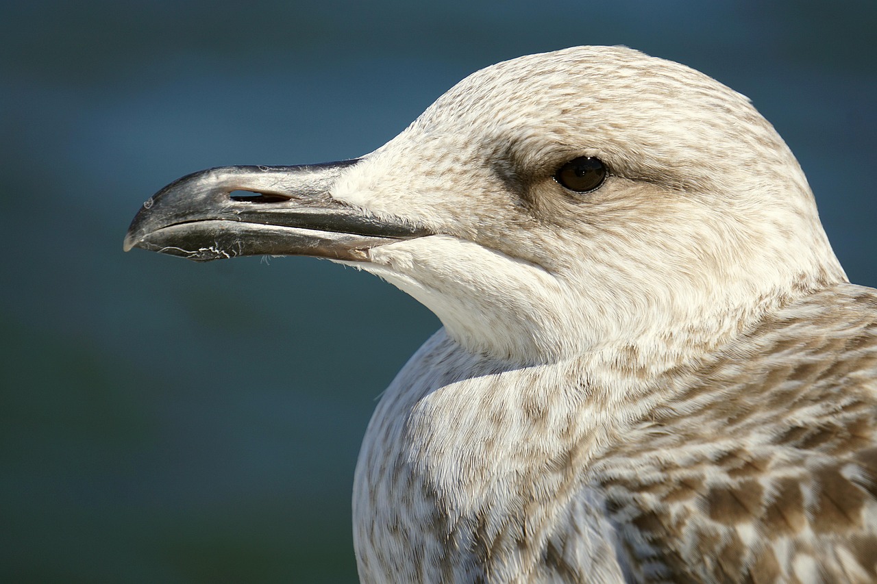 Seagull Bird Plumage - Free photo on Pixabay - Pixabay