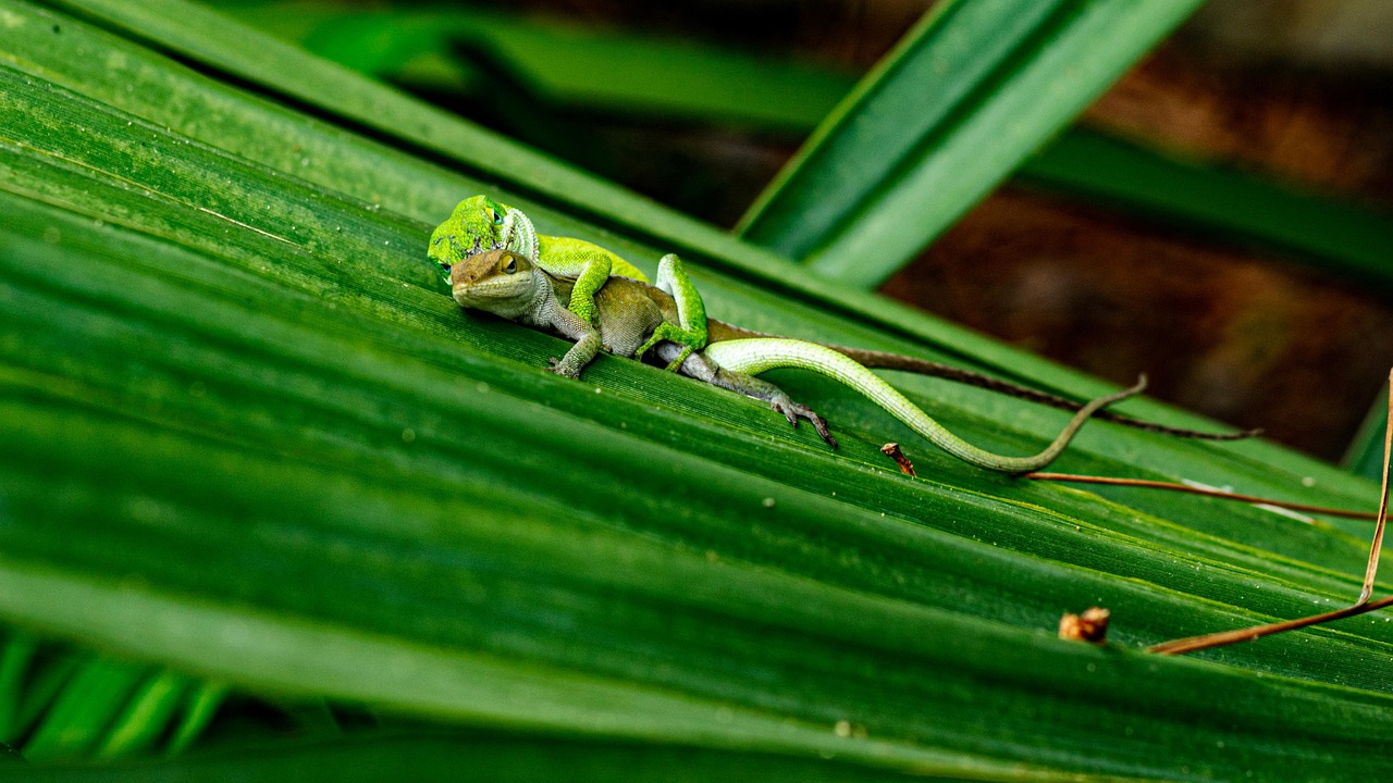 Gecko Lizard Animal - Free photo on Pixabay - Pixabay
