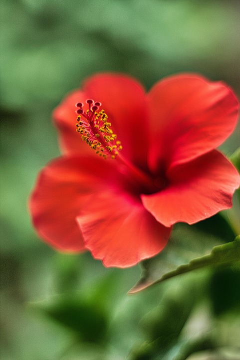 Petals Stamen Flora - Free photo on Pixabay