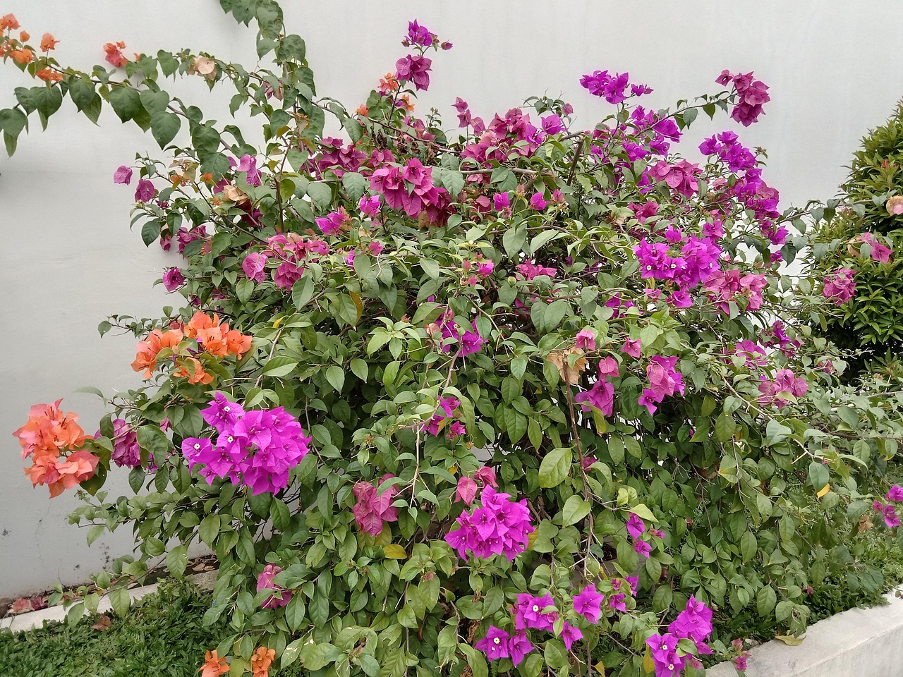 Flower Bougainvillea Garden - Free photo on Pixabay - Pixabay