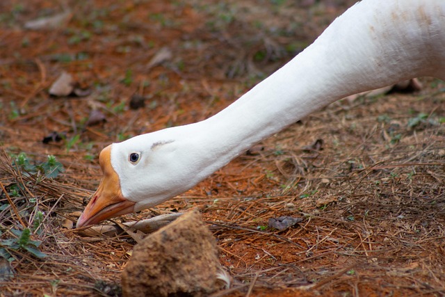 Ganso Animal Naturaleza - Foto gratis en Pixabay - Pixabay