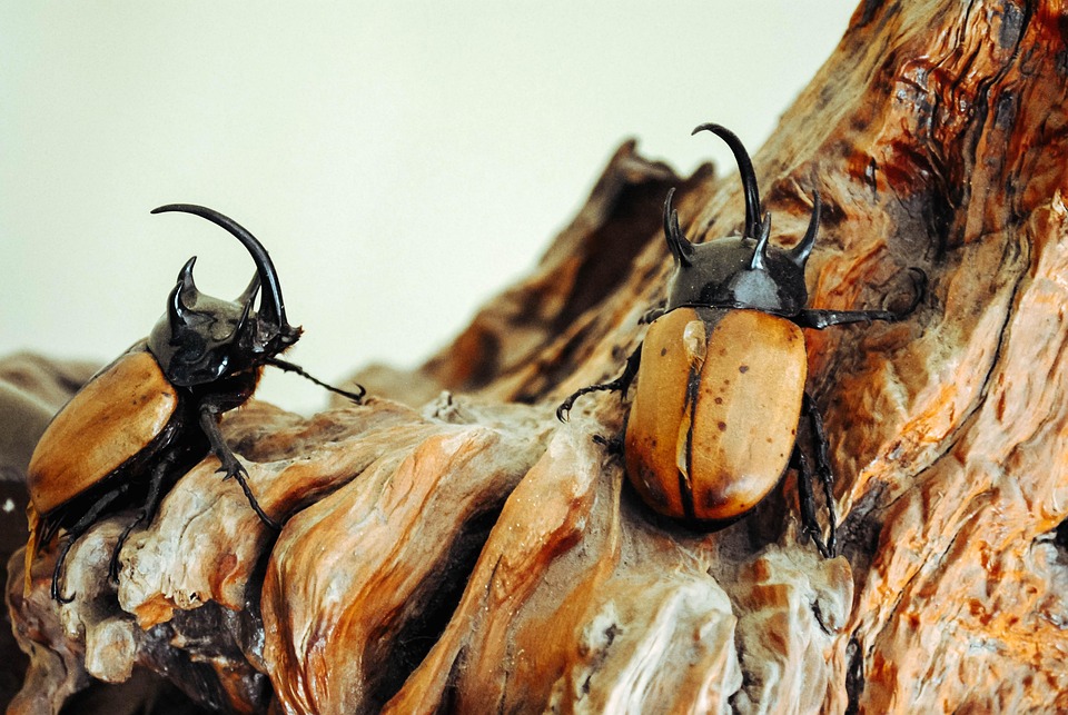 Rhinoceros Beetles Insects - Free photo on Pixabay