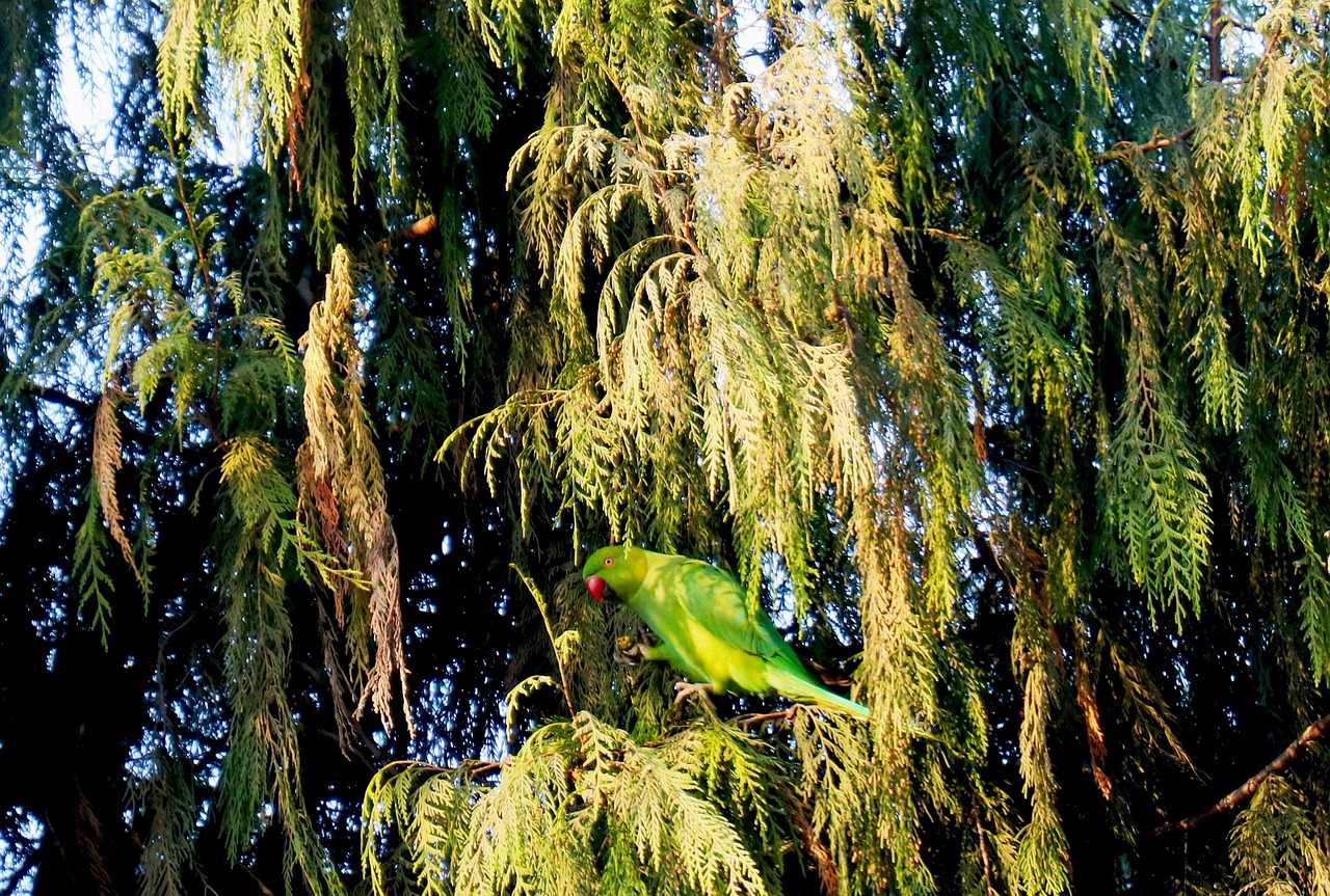 Perroquets Perroquet Oiseau - Photo gratuite sur Pixabay - Pixabay