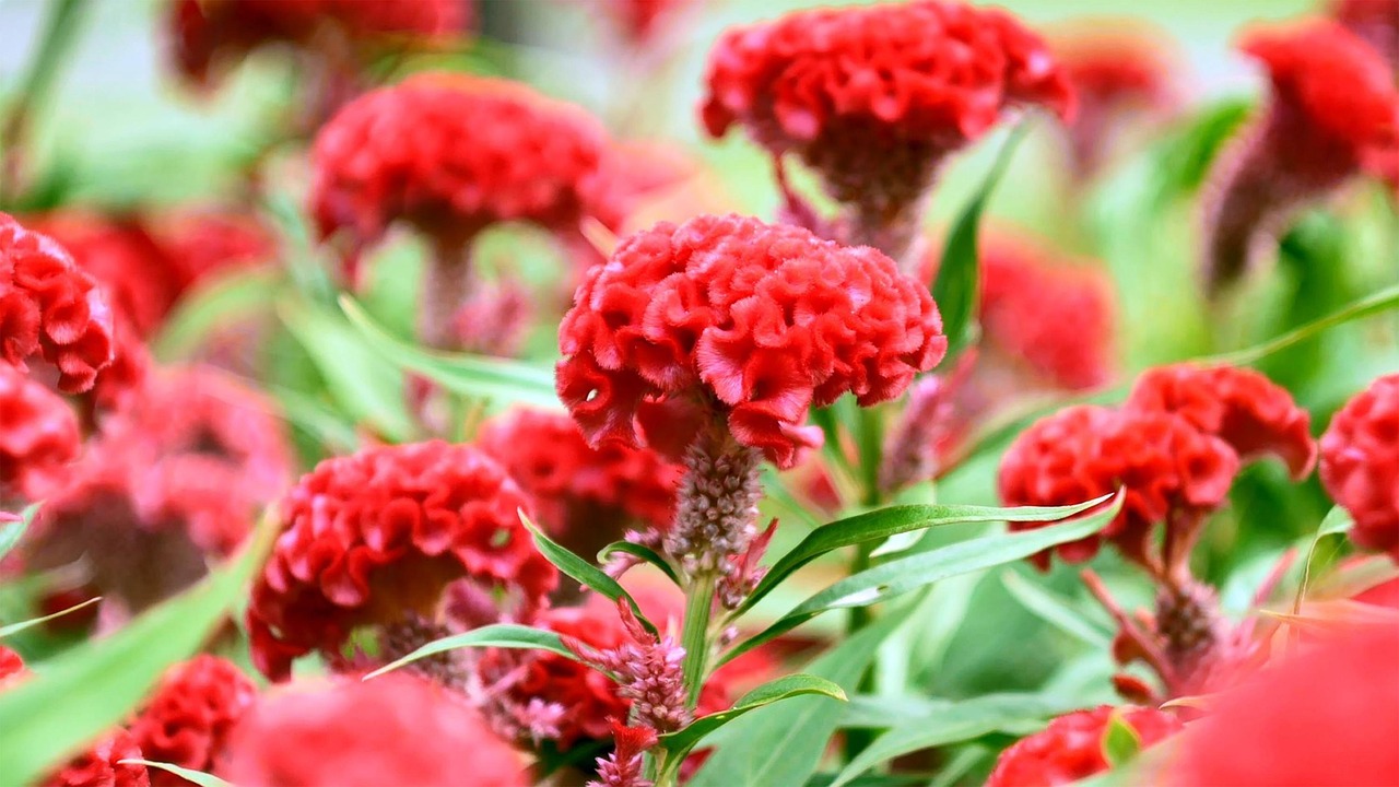 Red Flower Natural - Free photo on Pixabay - Pixabay