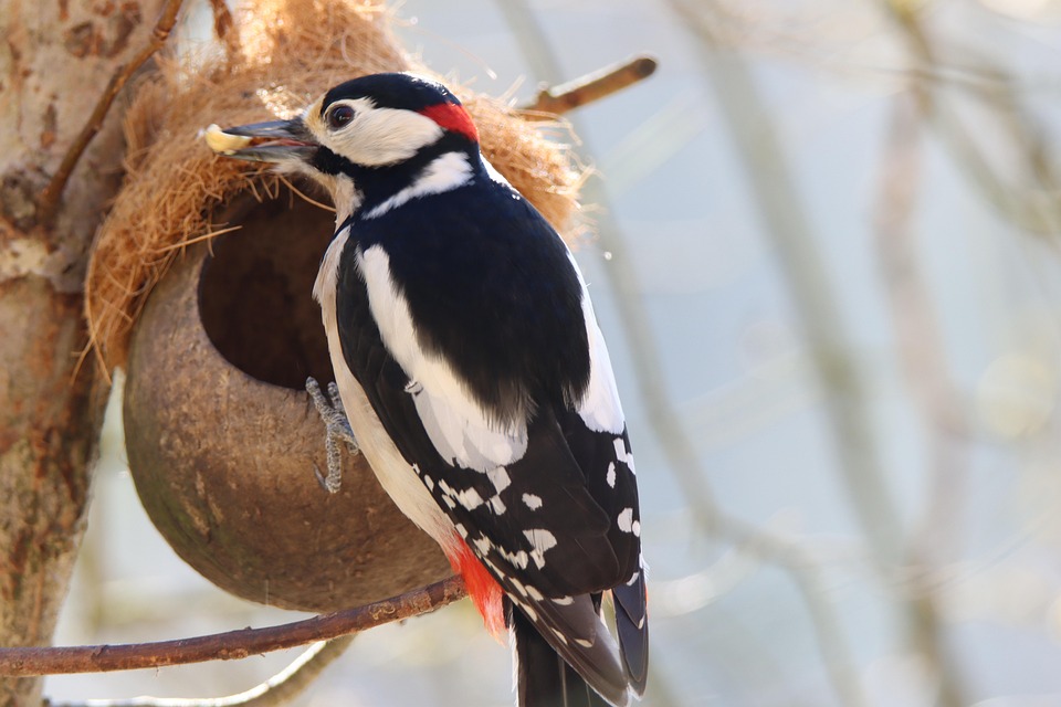Bird Woodpecker Ornithology - Free photo on Pixabay - Pixabay