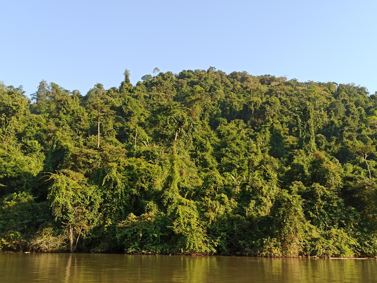 Tropical Chine Forêt Tropicale - Photo gratuite sur Pixabay - Pixabay