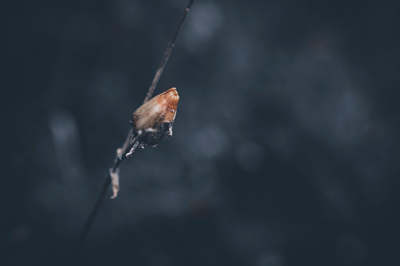 Dark Background - Free photo on Pixabay