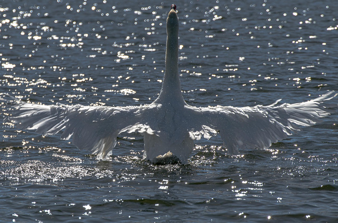 Swan Bird Water - Free photo on Pixabay - Pixabay