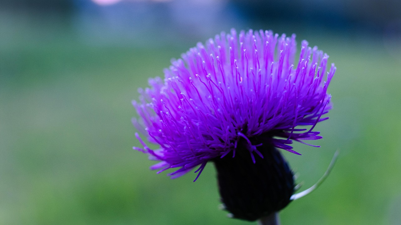 Fleur Chardon Flore - Photo gratuite sur Pixabay - Pixabay