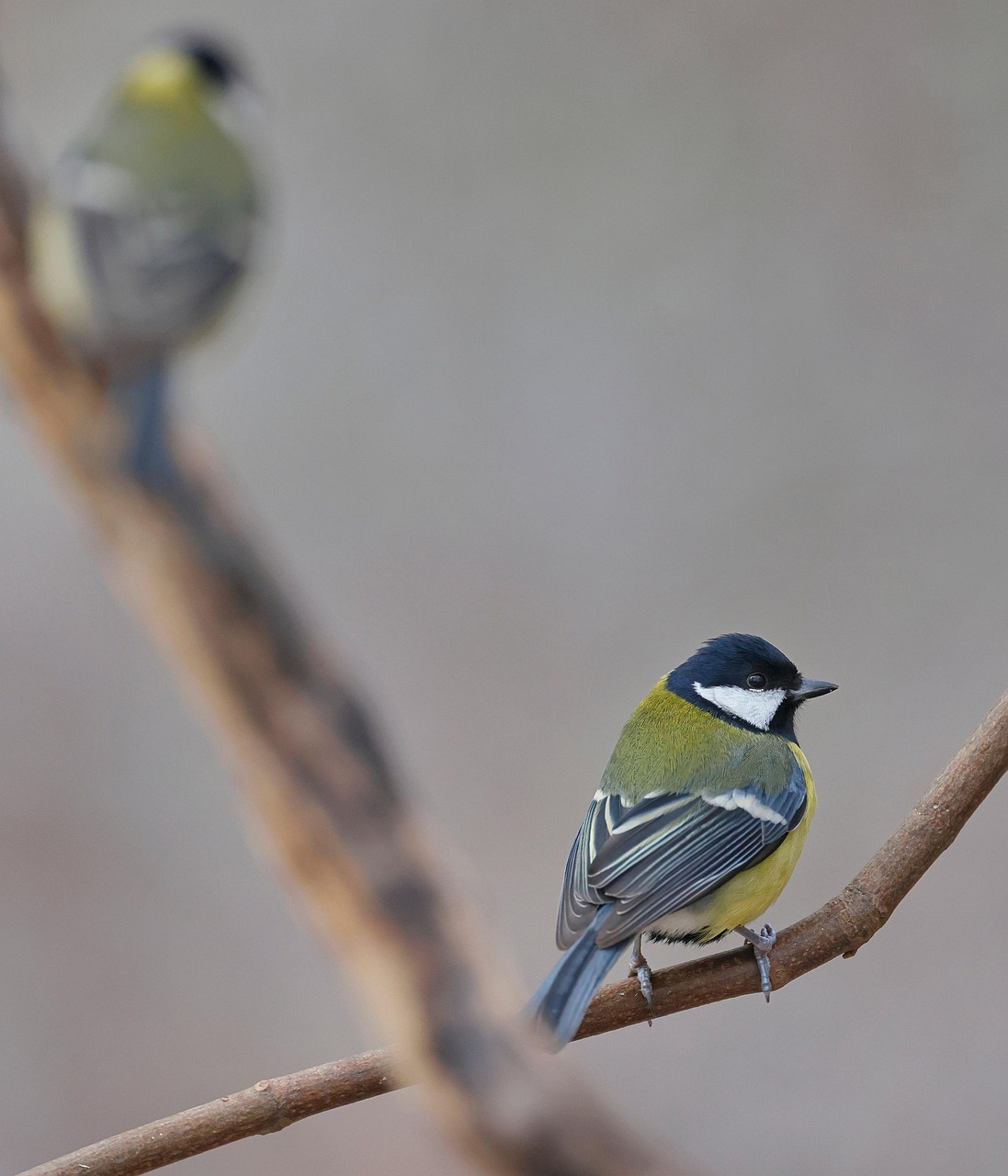 Birds Great Tit Perched - Free photo on Pixabay - Pixabay