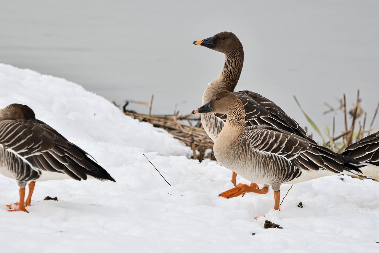 Waterfowls Angsa Kacang Musim - Foto gratis di Pixabay - Pixabay