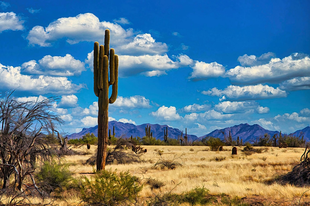 Foto Gratis De Desierto De Cactus Foto De Stock De Prickly Pear Cactus