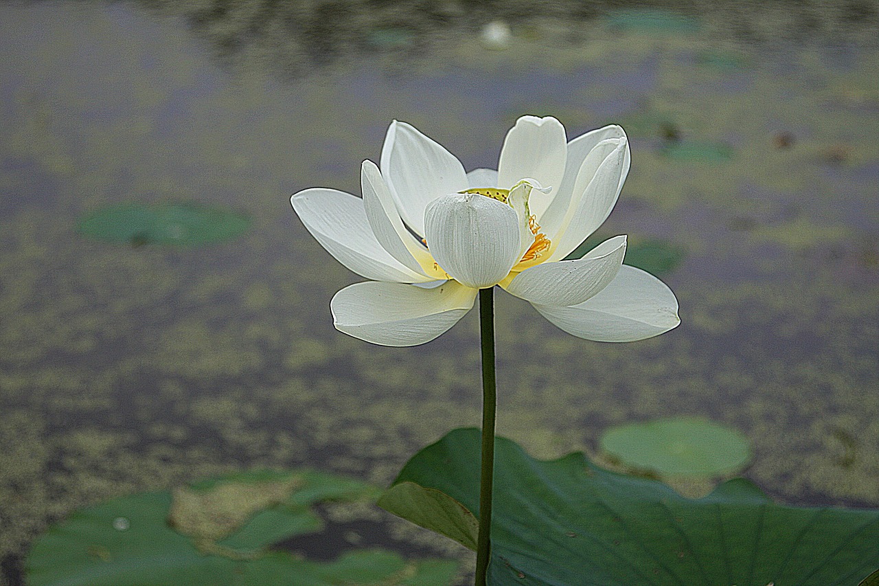 Blume Weißer Lotus - Kostenloses Foto auf Pixabay - Pixabay