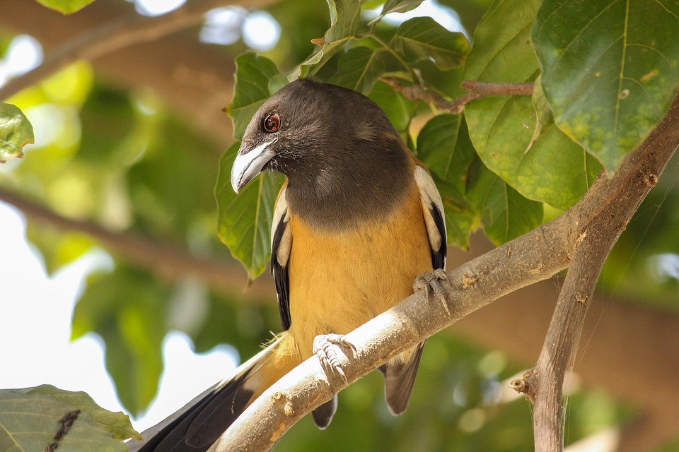 Bird Tree Perched - Free photo on Pixabay