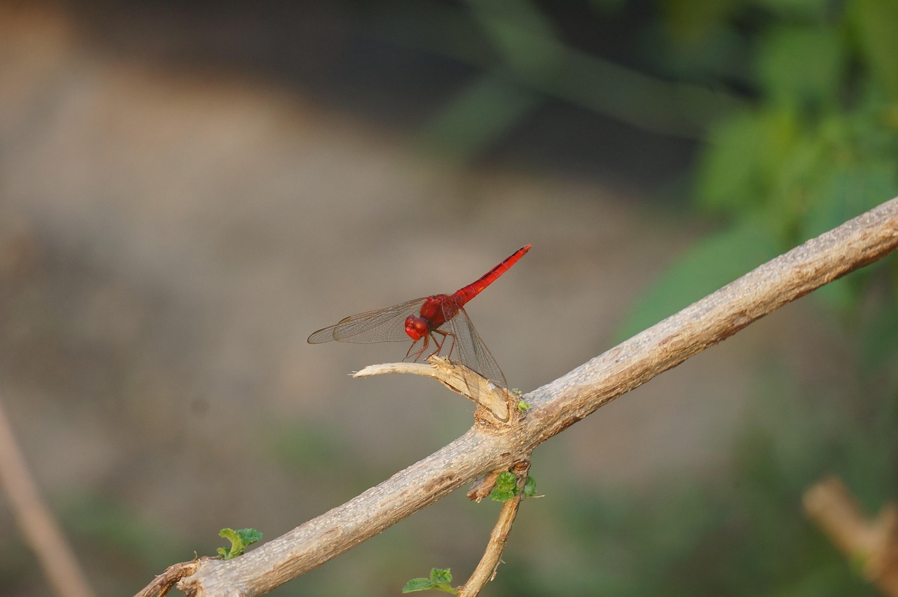 Libelle Insekt Natur - Kostenloses Foto auf Pixabay - Pixabay